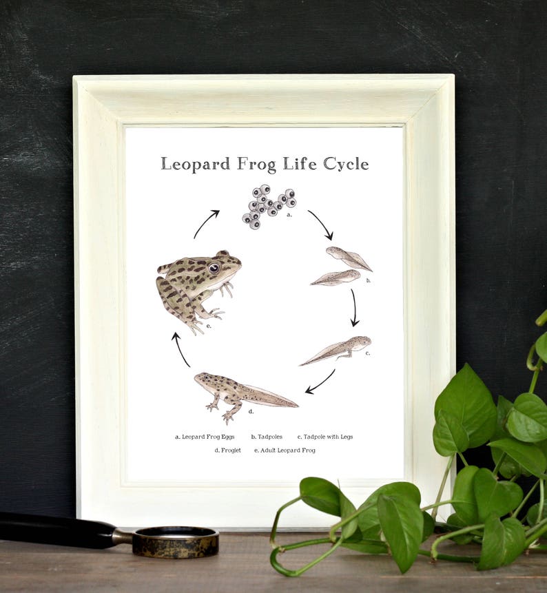 Leopard Frog Life Cycle, Educational Printable Art - A4 and 8x10 ...