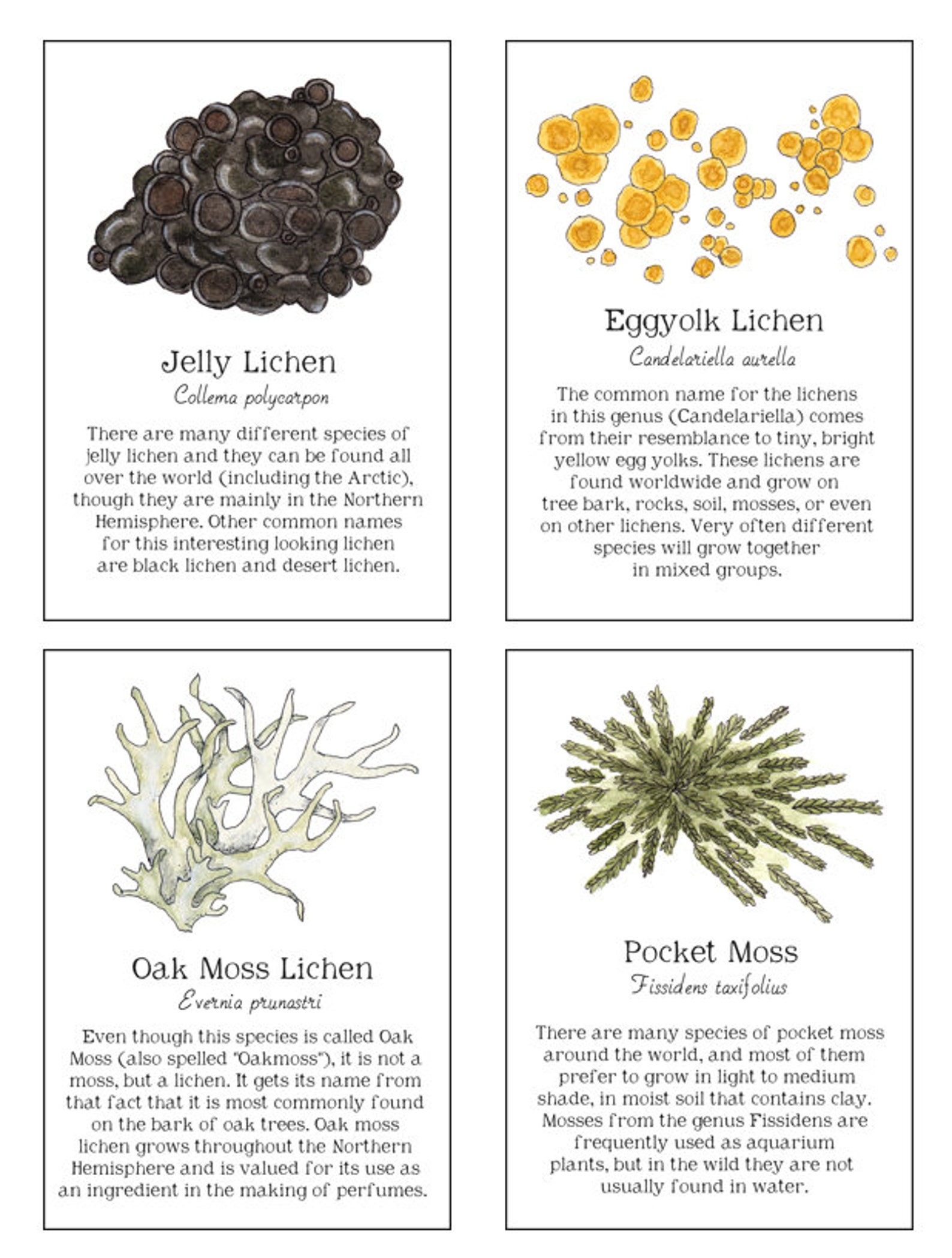 Lichens & Mosses Learning Cards Montessori Homeschool | Etsy