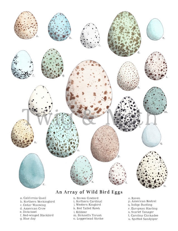 Types Of Bird Eggs