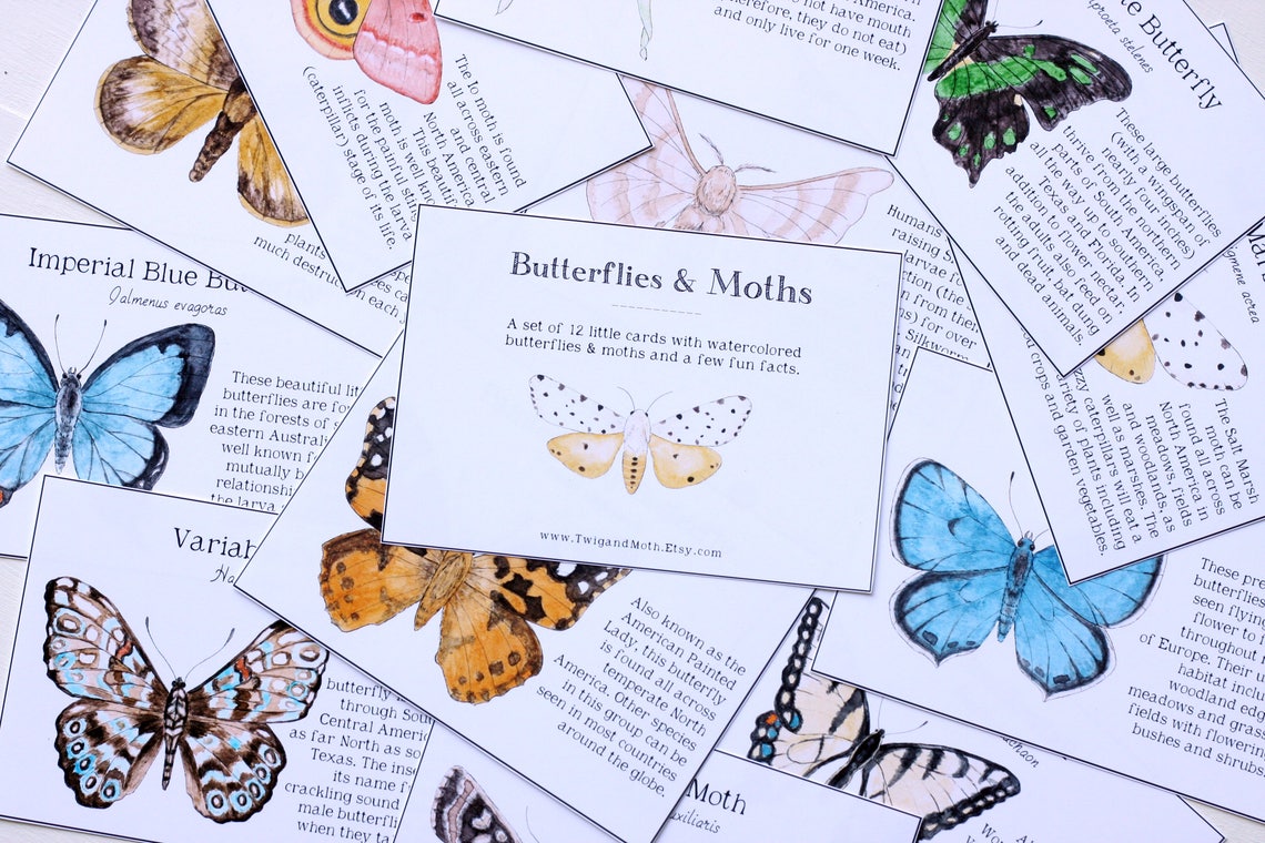 School Room Printable - Butterflies & Moths Learning Cards - Home ...