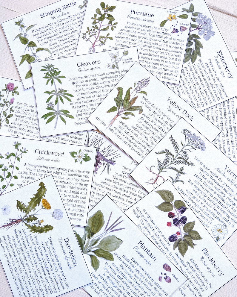 Useful Plants Learning Cards - Foraging, Homeschool, Nature Study ...