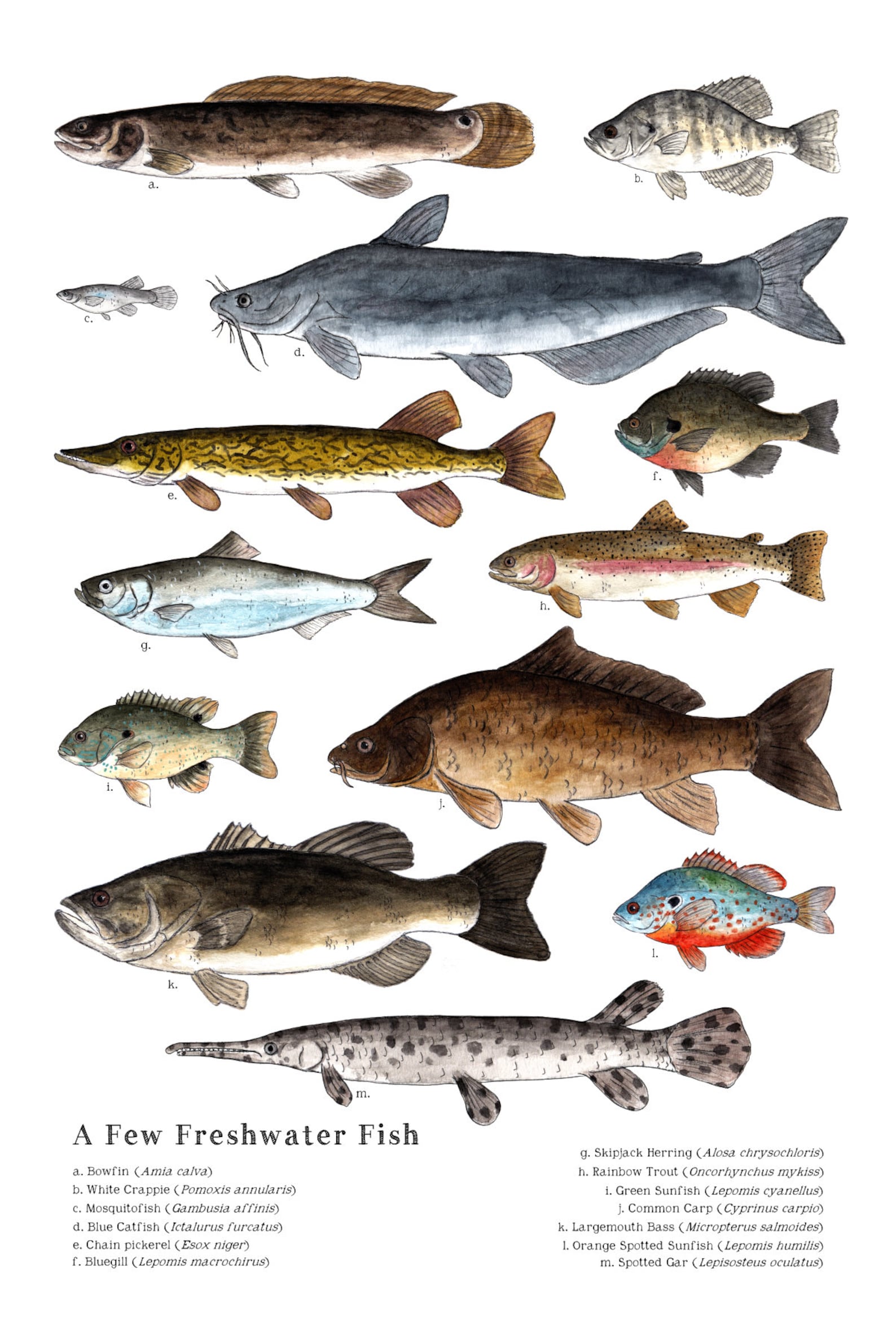 Nature Art Poster A Few Freshwater Fish 12 X 18 Poster - Etsy