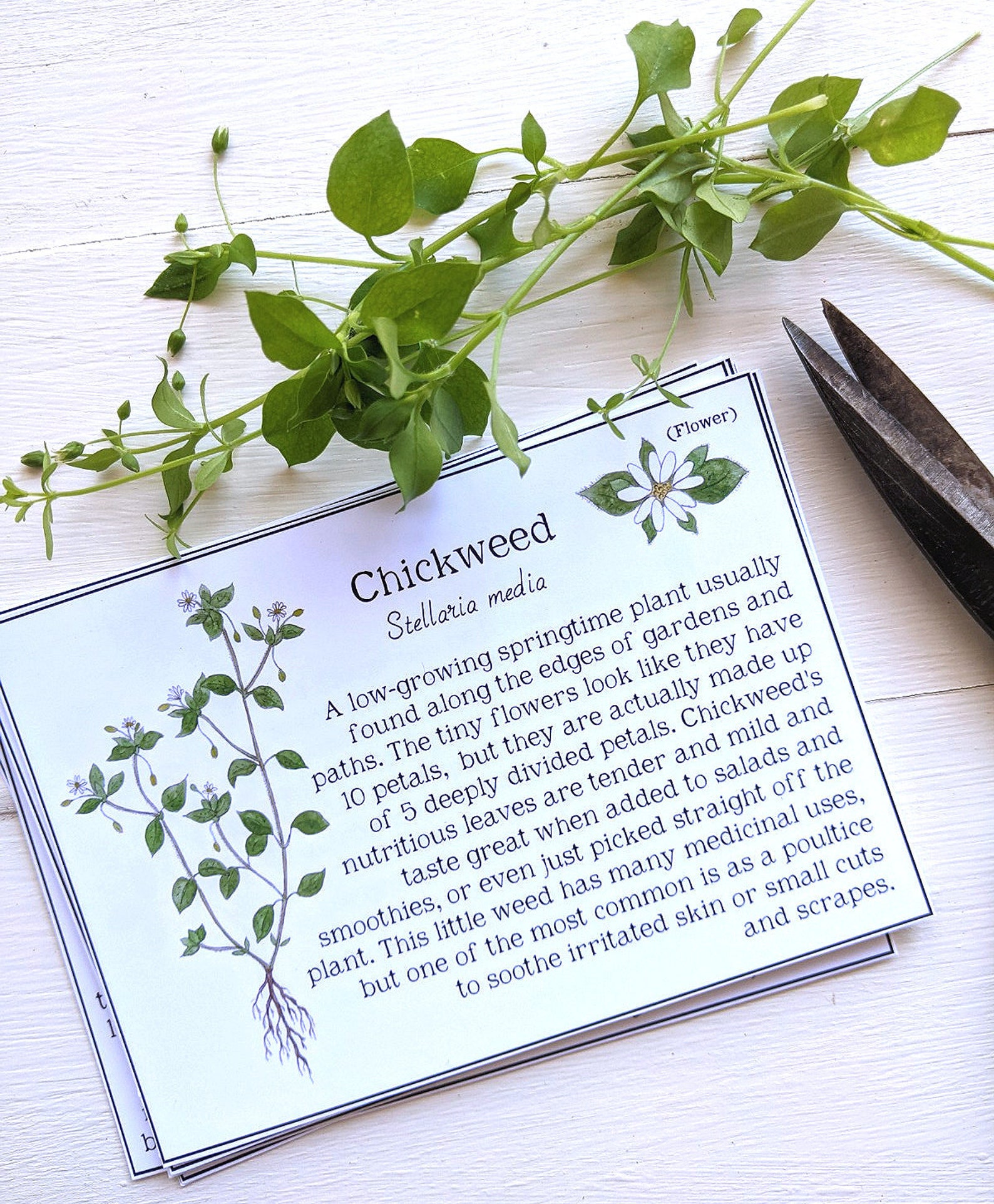 Useful Plants Learning Cards - Foraging, Homeschool, Nature Study ...