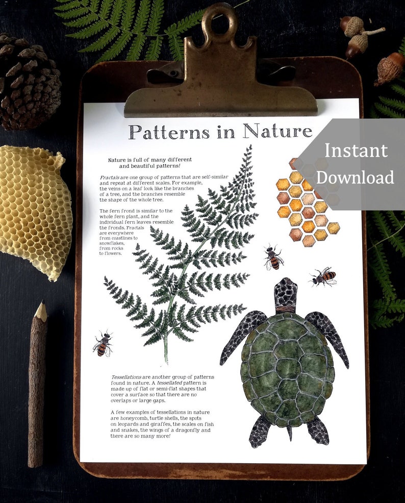 Patterns in Math & Nature School Room Printable 8.5 X 11 and - Etsy