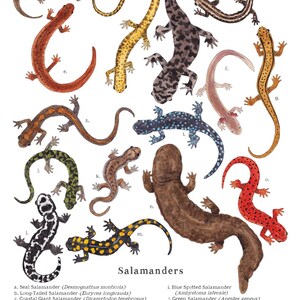 Salamanders - 8.5 X 11 and A4 Size - Digital, Charlotte Mason ...