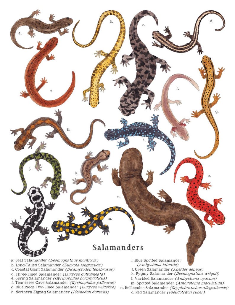 Salamanders - 8.5 X 11 and A4 Size - Digital, Charlotte Mason ...