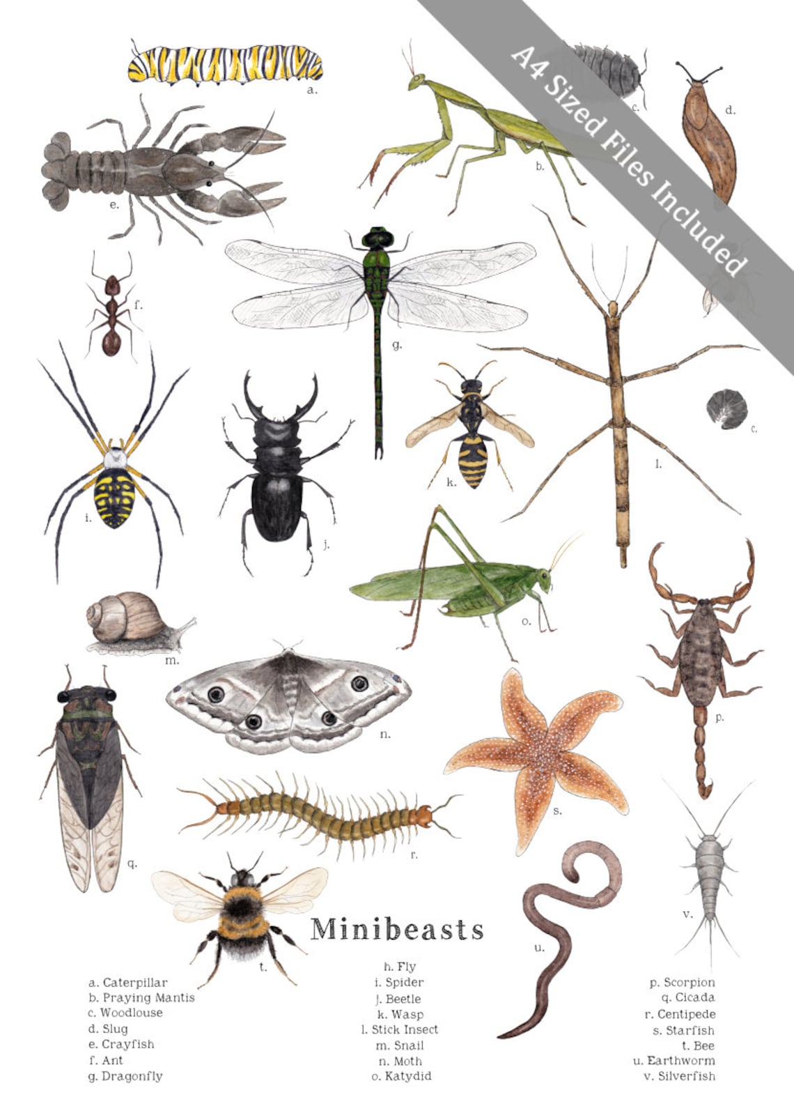 Minibeast Digital Print A4 and 8.5 x 11 Assorted | Etsy