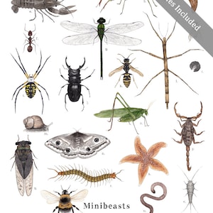 Minibeast Digital Print - A4 and 8.5 X 11 - Assorted Invertebrates ...