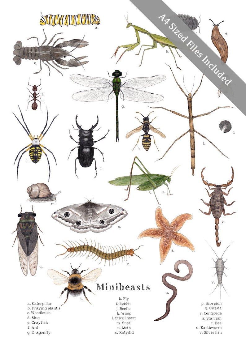 Minibeast Digital Print - A4 and 8.5 X 11 - Assorted Invertebrates ...