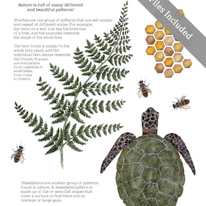 Patterns in Math & Nature School Room Printable 8.5 X 11 and A4 Digital ...