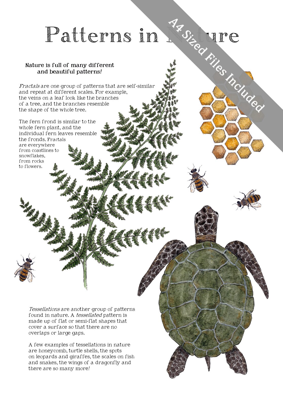 Patterns in Nature Math School Room Printable & Poster 12 x | Etsy