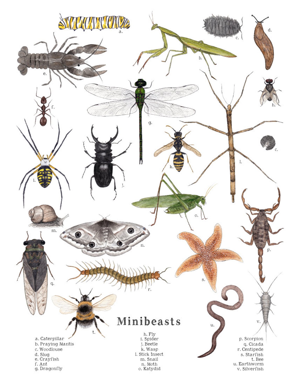 Minibeast Digital Bundle! - Minibeast Digital Print + Learning Cards ...
