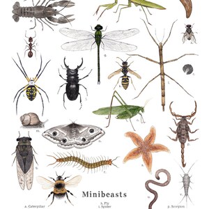 Minibeast Digital Bundle! - Minibeast Digital Print + Learning Cards ...