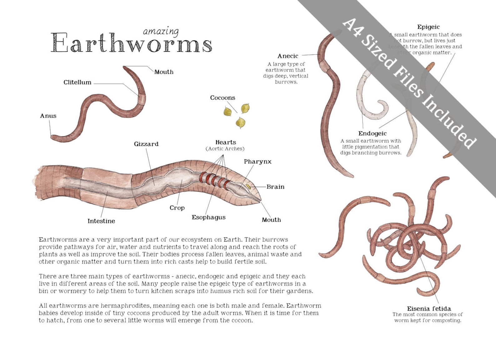 Earthworm Science Printable - Educational Art - 8.5 X 11 and A4 Sized ...