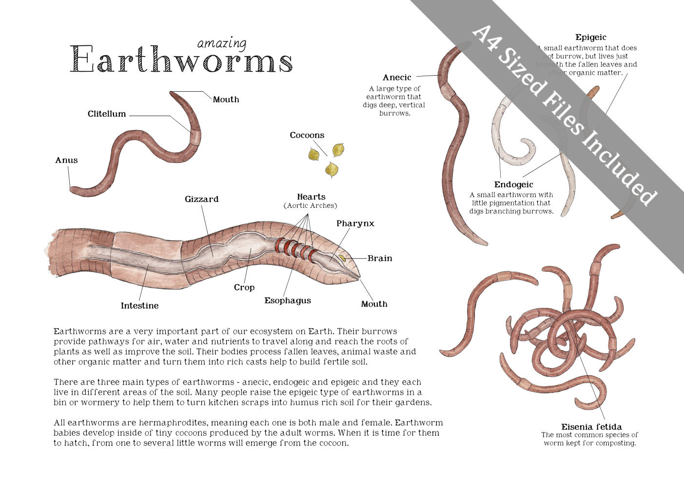 Earthworm Science Printable Educational Art 8.5 X 11 and | Etsy