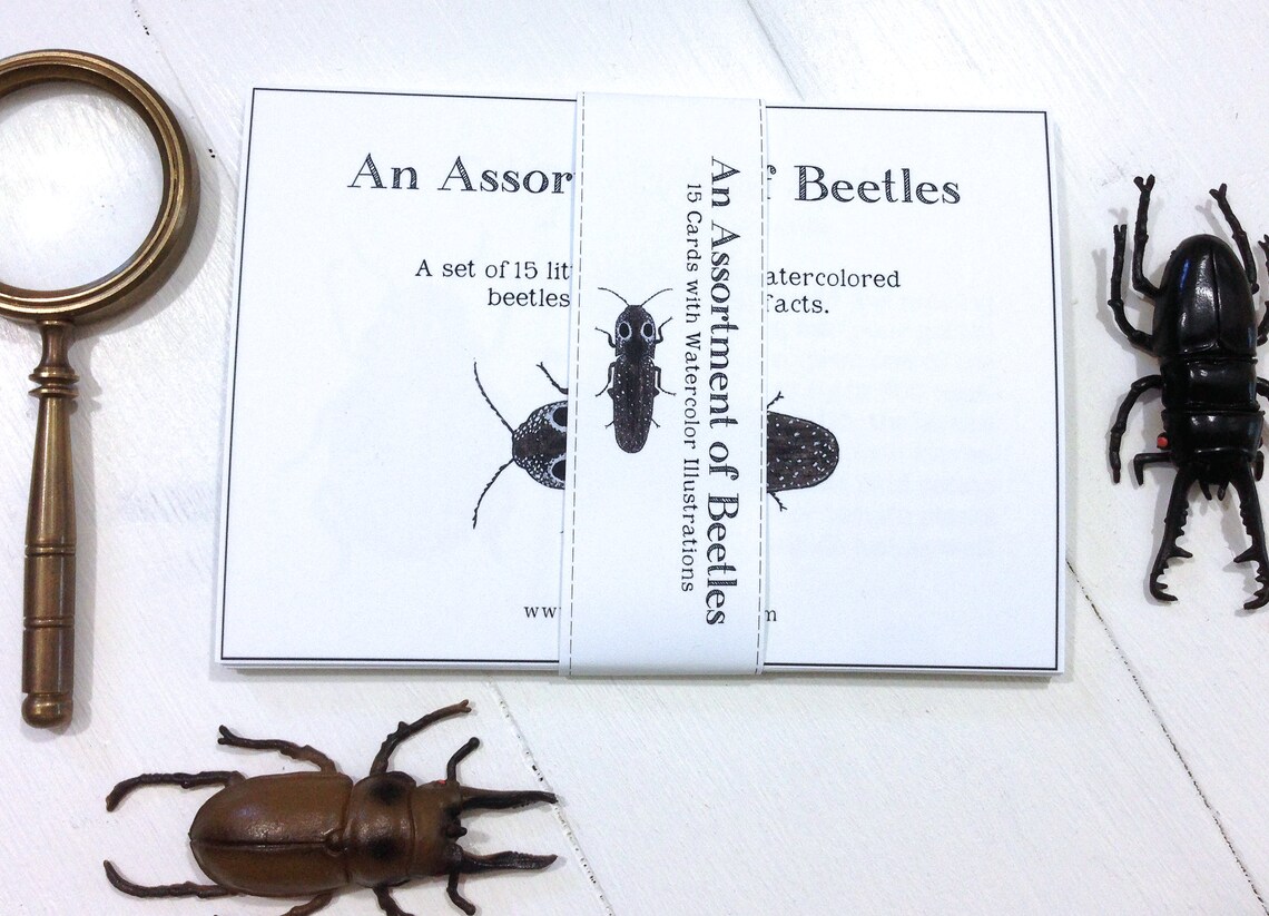 Beetles - an Assortment of Beetles Learning Cards - Montessori ...