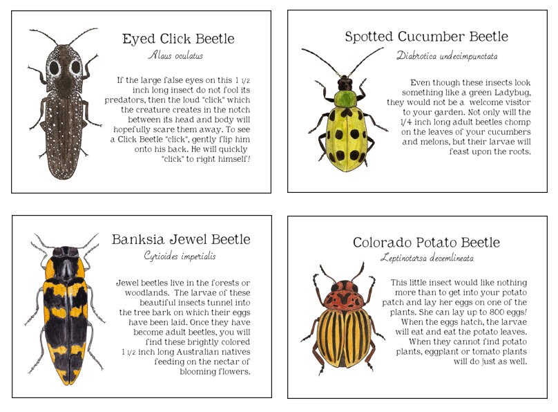 Beetles - an Assortment of Beetles Learning Cards - Montessori ...