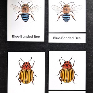 Three Part Cards - Bees, Butterflies, Moths and Beetles - Montessori ...