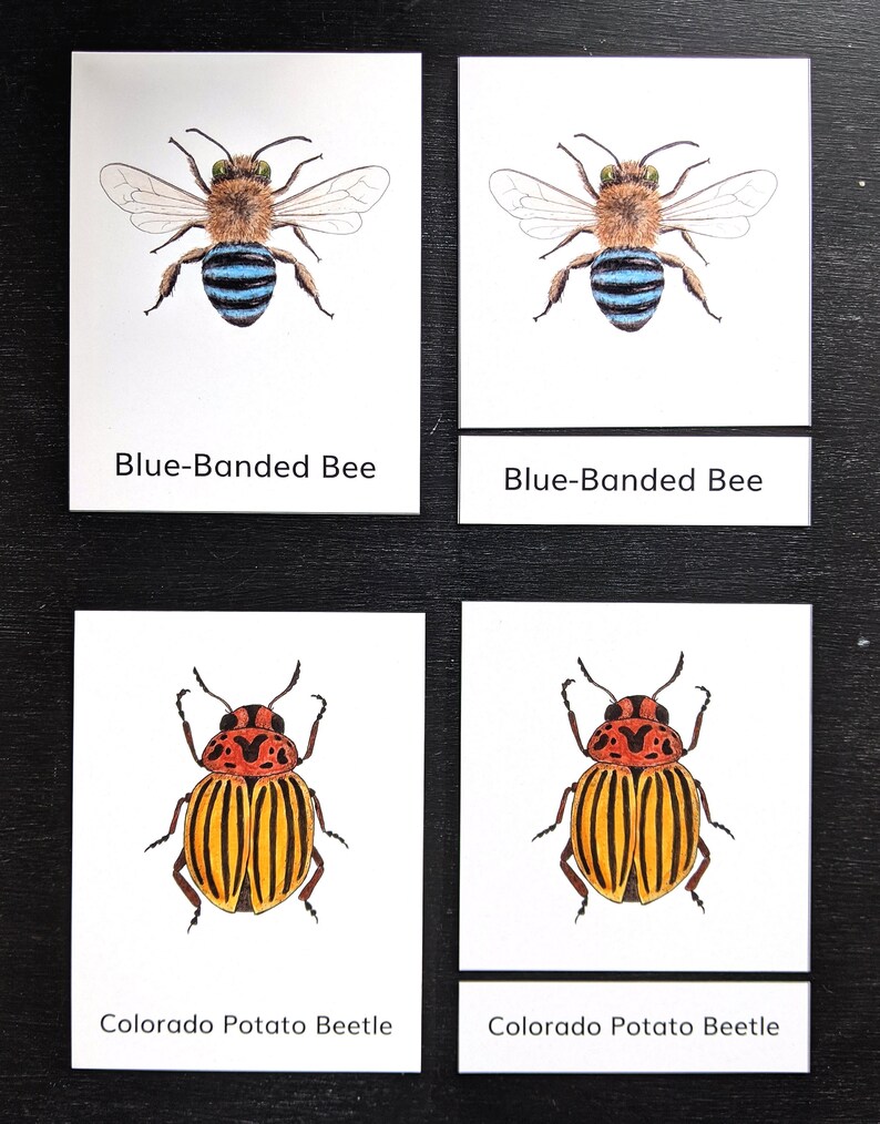 Three Part Cards Bees Butterflies Moths and Beetles | Etsy