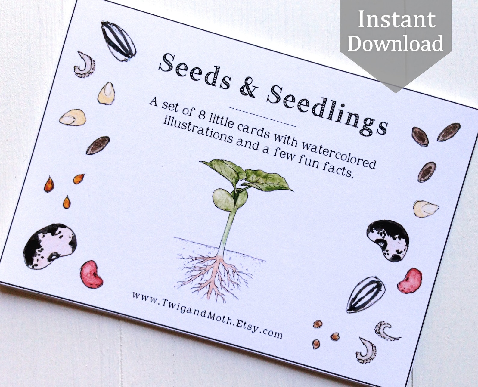 Seeds and Seedlings - Cards - Digital - Printable PDF, Montessori ...