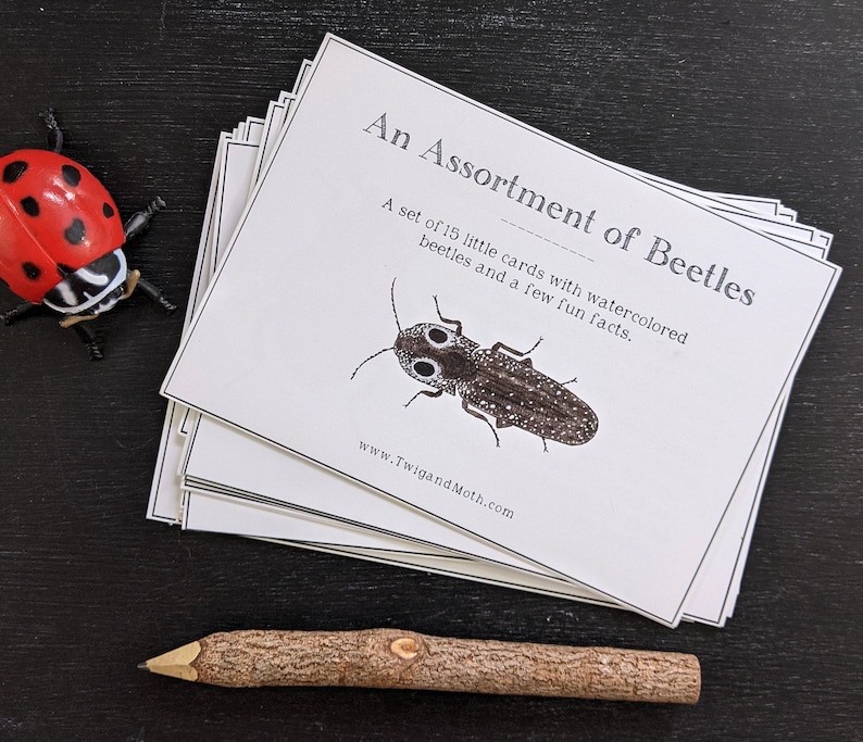 Beetles an Assortment of Beetles Learning Cards - Etsy