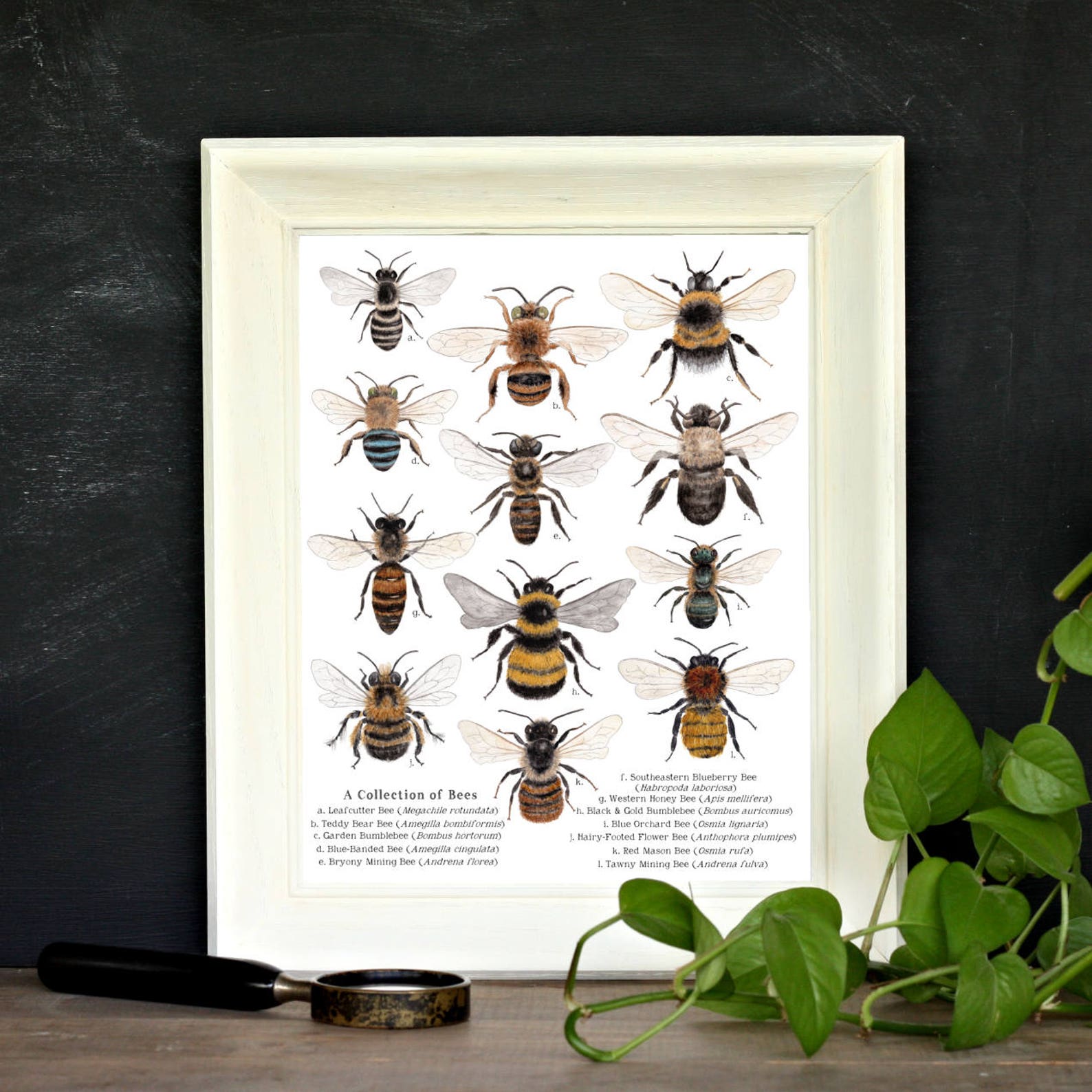 Educational Print Printable Nature Art A4 and 8 X 10 - Etsy