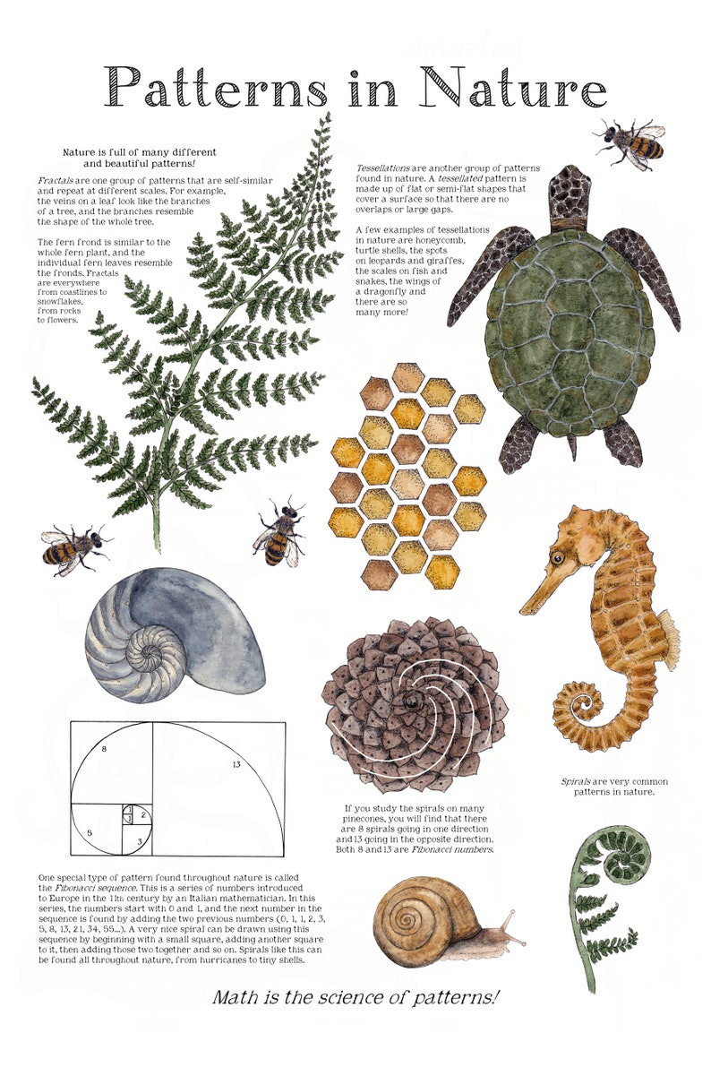 Patterns In Nature Math School Room Poster 12 X 18 Etsy