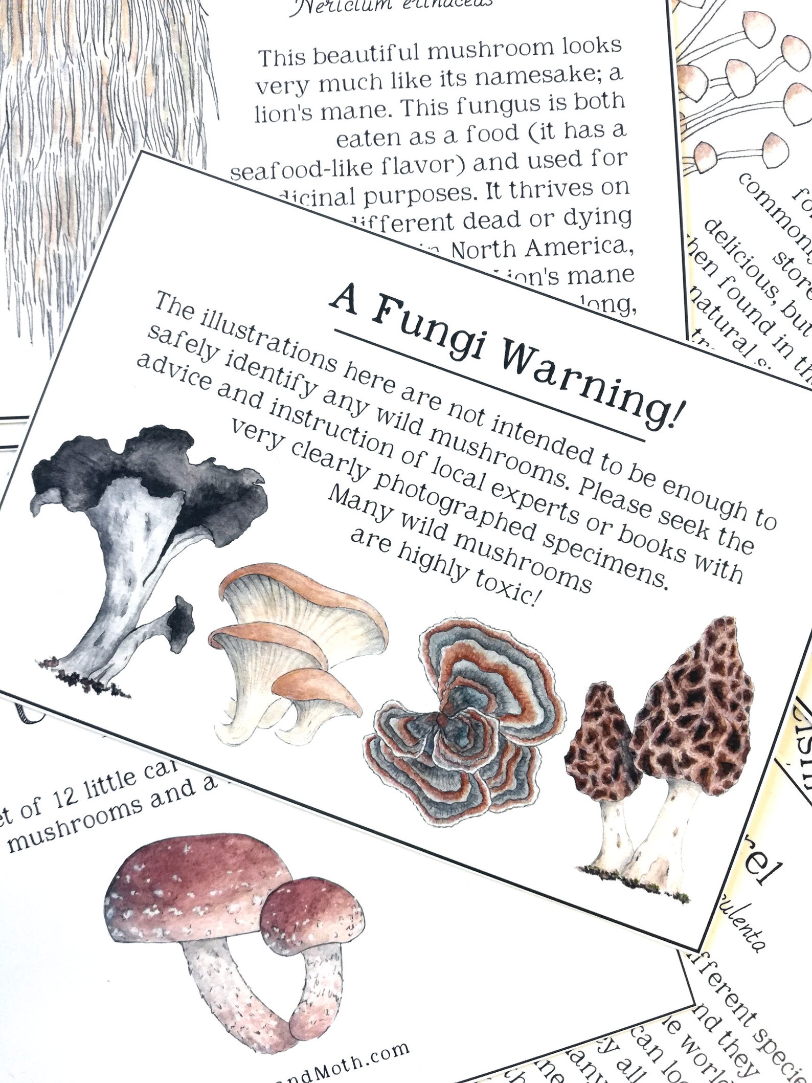 Useful Fungi Digital Bundle Digital Print Learning Cards - Etsy