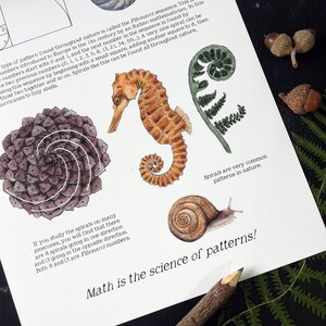 Patterns in Math & Nature School Room Printable - 8.5 X 11 and A4 ...