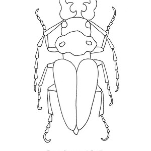 Bundle of Coloring Pages + Learning Cards - Digital, Printable ...