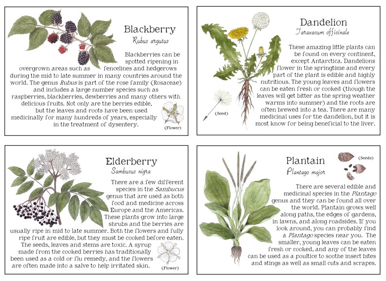 Useful Plants Digital Bundle - Digital Print + Learning Cards ...