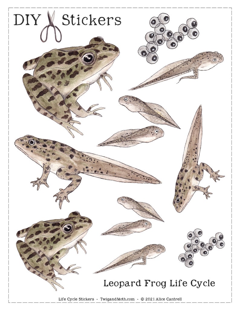 Printable Life Cycle Stickers - 40+ Digital DIY Printable Stickers ...