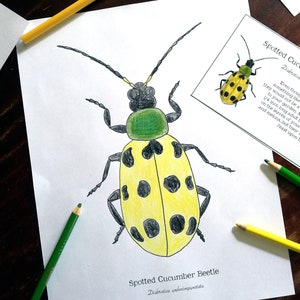 Bundle of Coloring Pages + Learning Cards - Digital, Printable ...