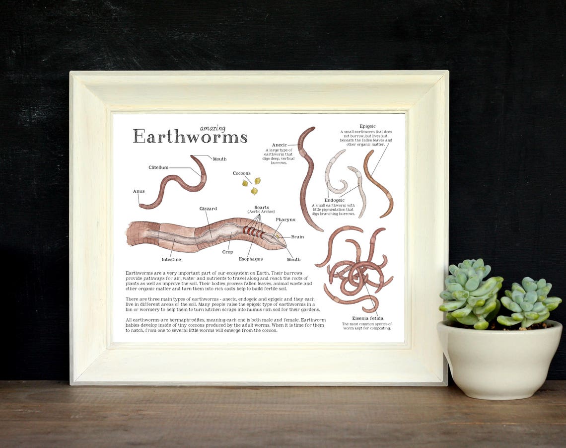 Earthworm Science Printable Educational Art 8.5 X 11 and | Etsy