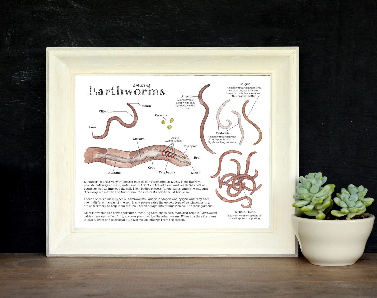Earthworm Science Printable Educational Art 8.5 X 11 and - Etsy Canada