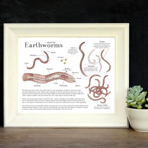 Earthworm Science Printable - Educational Art - 8.5 X 11 and A4 Sized ...