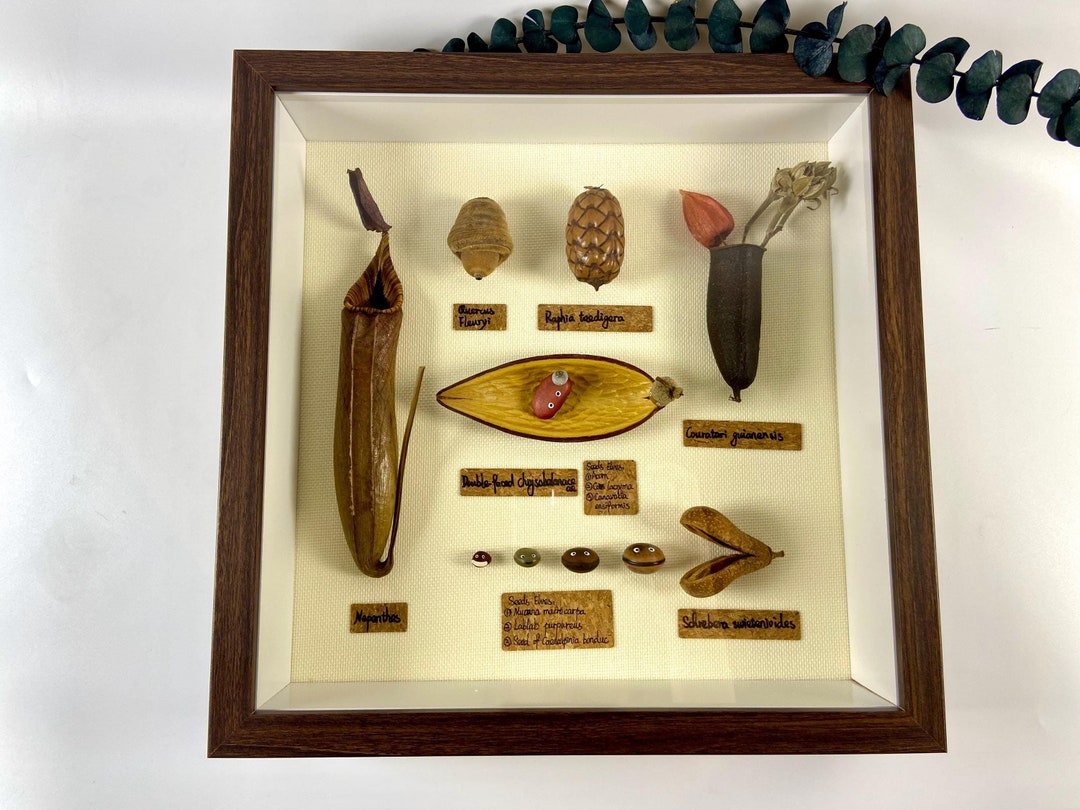 Handmade Dried Plant Seeds Frame Multiple Creative Design/home Decor ...