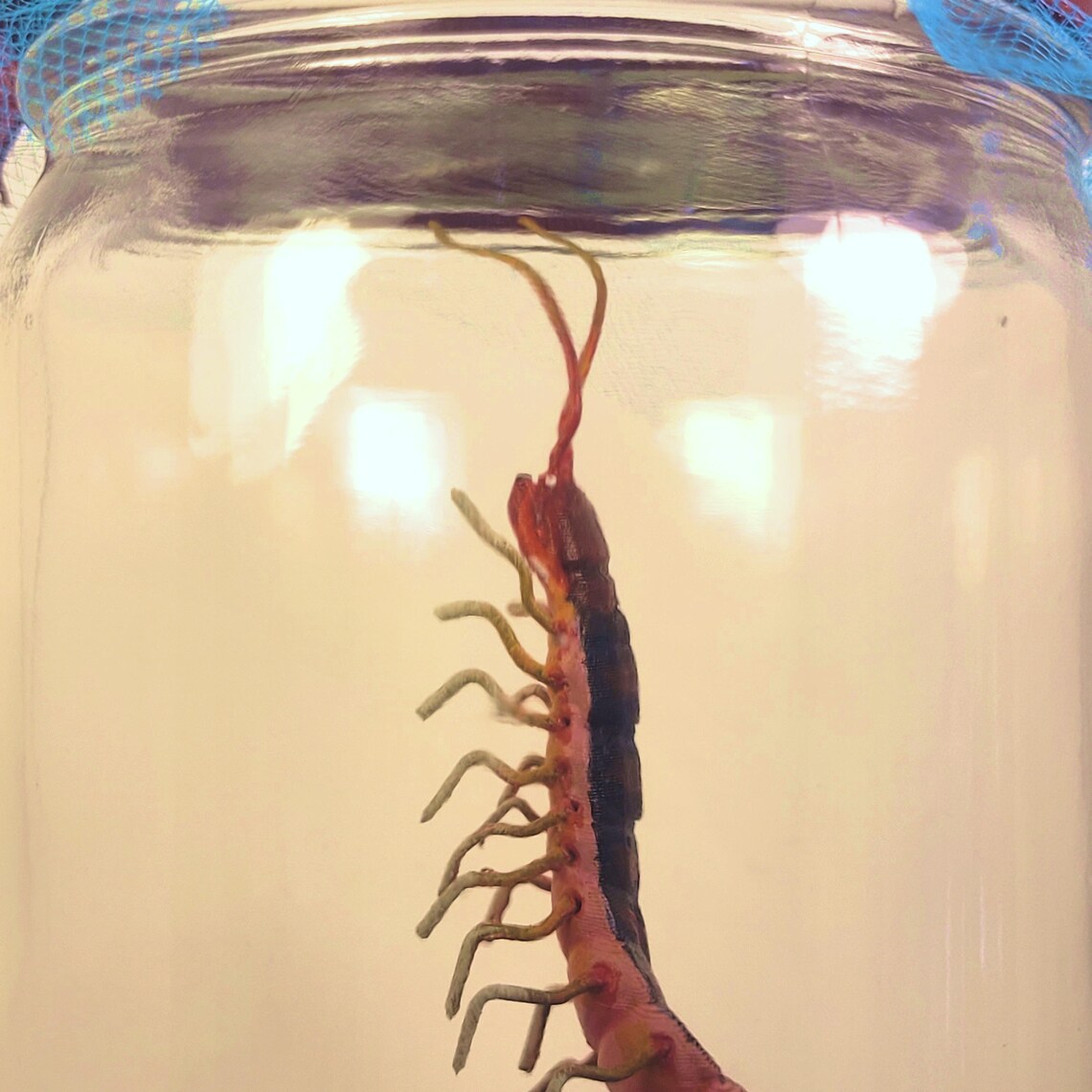 Centipede Jar Diorama, Halloween Decoration, Gift for Bug Lovers - Etsy