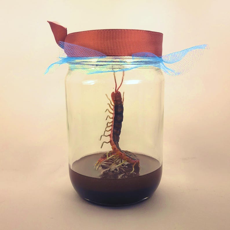 Centipede Jar Diorama, Halloween Decoration, Gift for Bug Lovers - Etsy