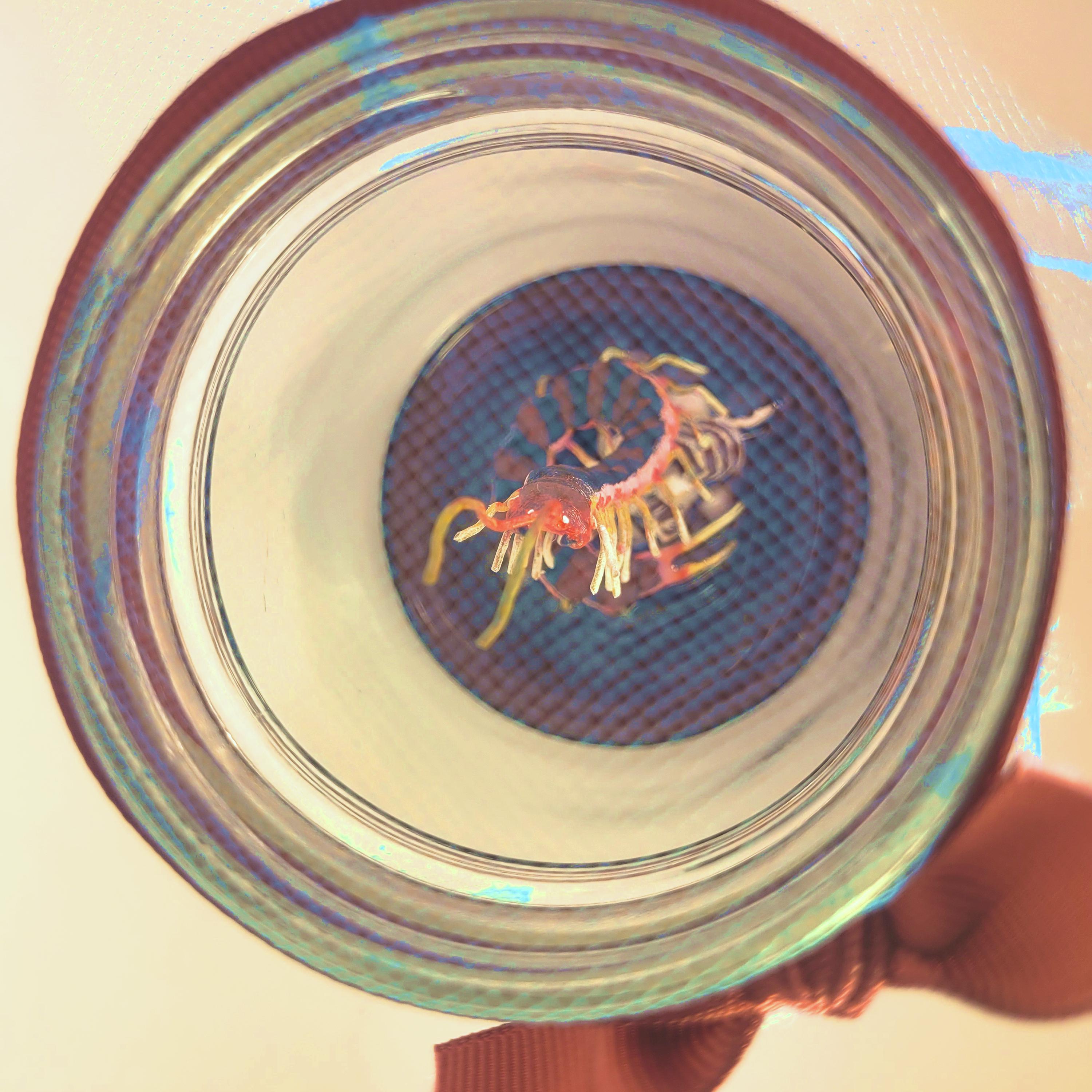 Centipede Jar Diorama, Halloween Decoration, Gift for Bug Lovers - Etsy
