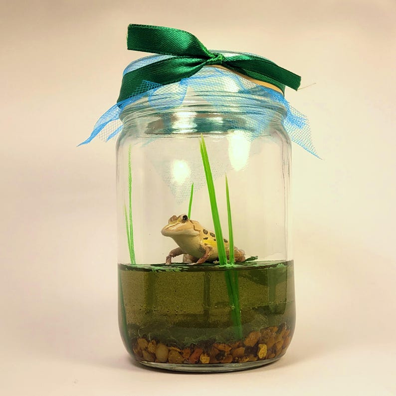 Frog Jar Diorama, Pickerel Frog, Decoration, Gift for Nature Lovers ...