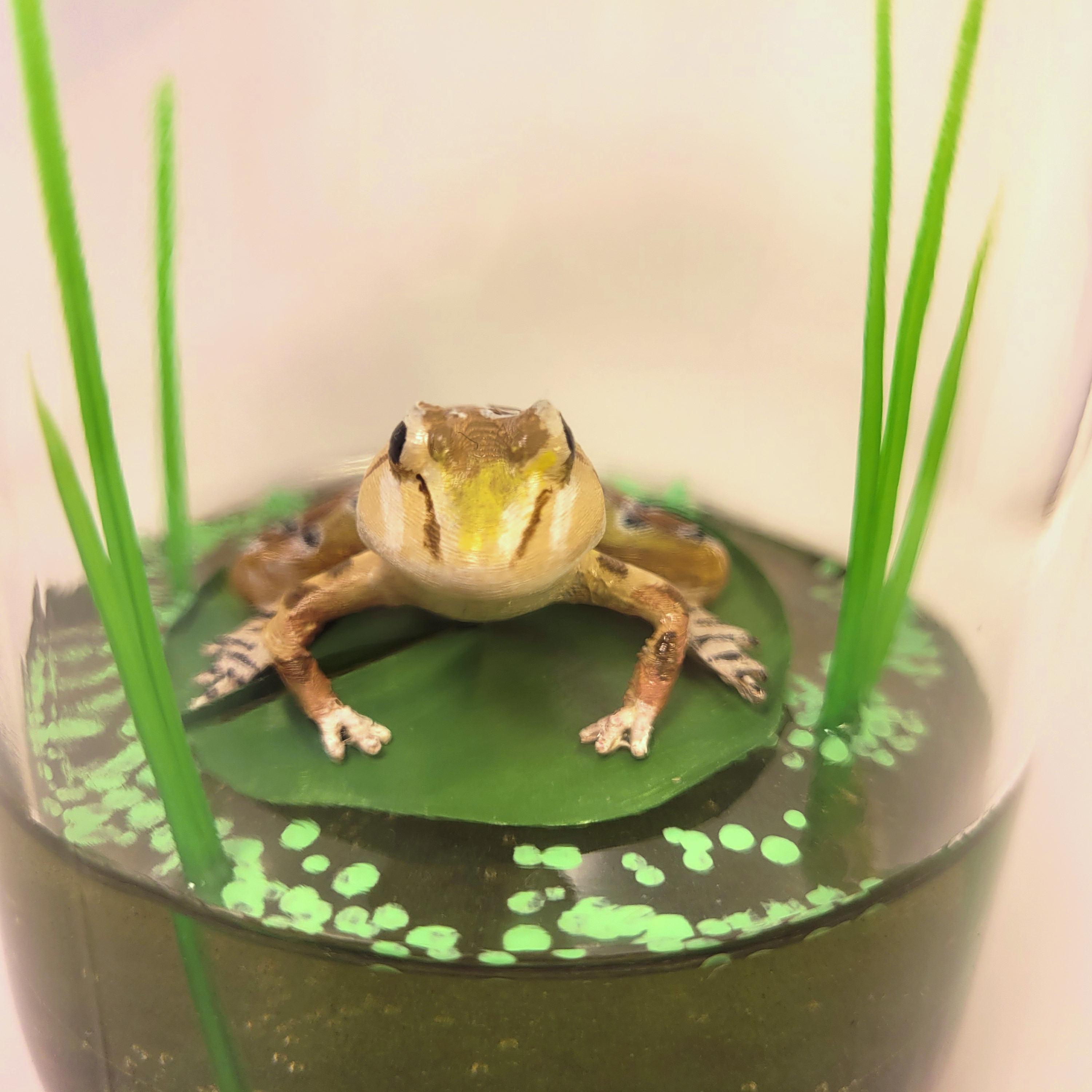 Frog Jar Diorama, Pickerel Frog, Decoration, Gift for Nature Lovers ...