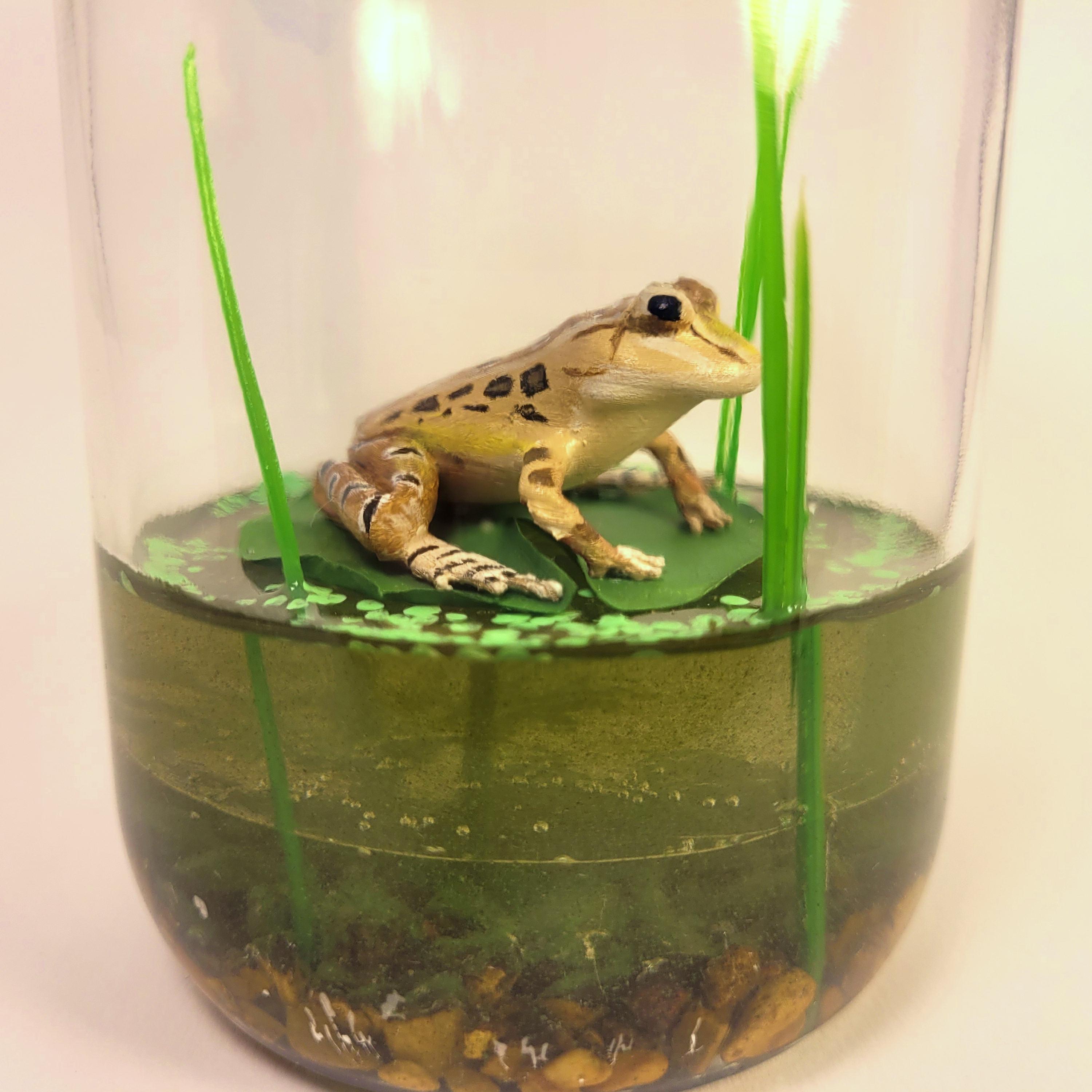 Frog Jar Diorama, Pickerel Frog, Decoration, Gift for Nature Lovers ...