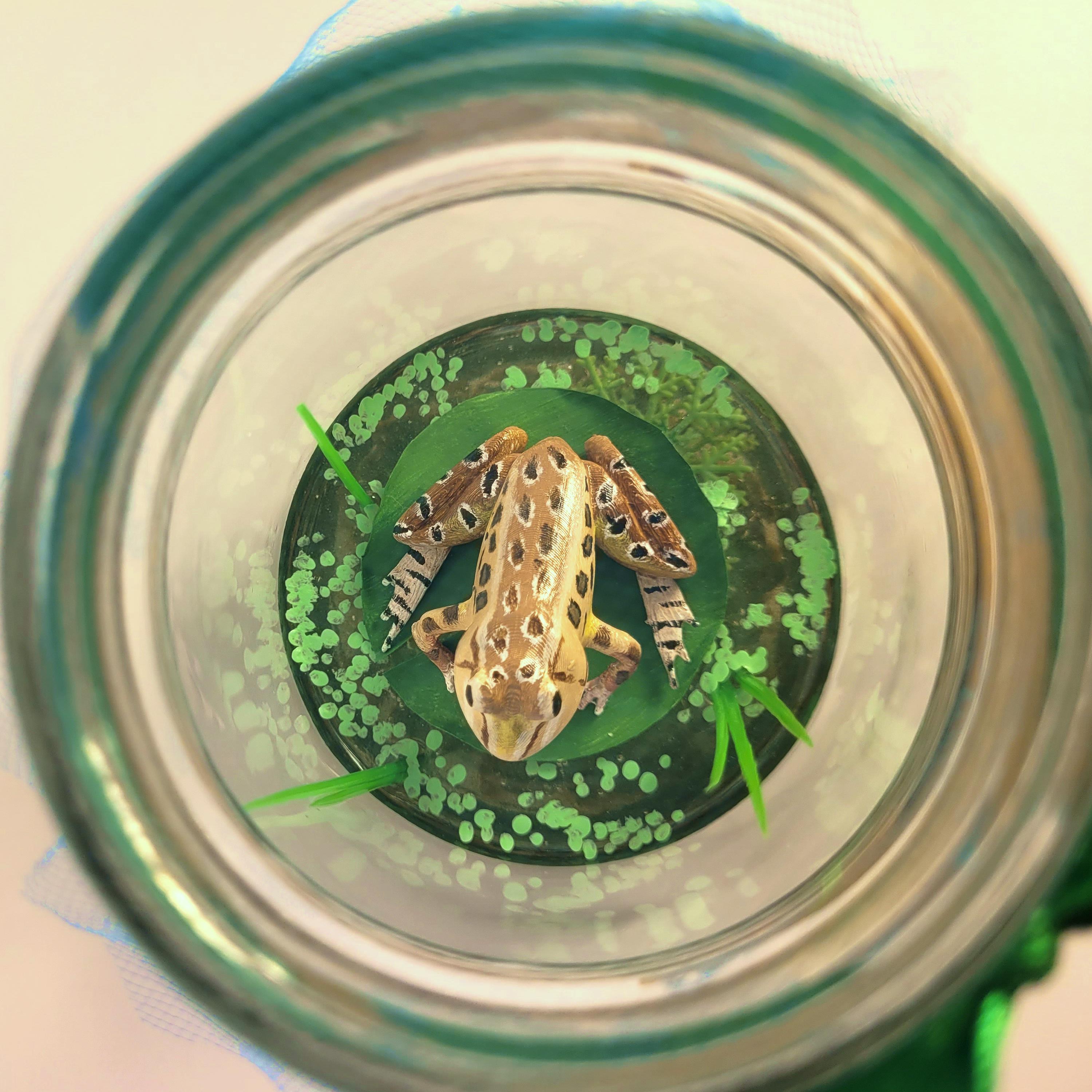 Frog Jar Diorama, Pickerel Frog, Decoration, Gift for Nature Lovers ...