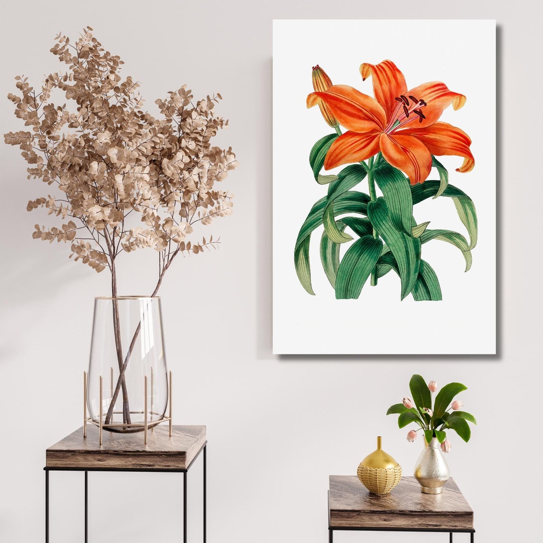 Thunberg's Orange Lily From Edwards’s Botanical Register (1829—1847) by ...
