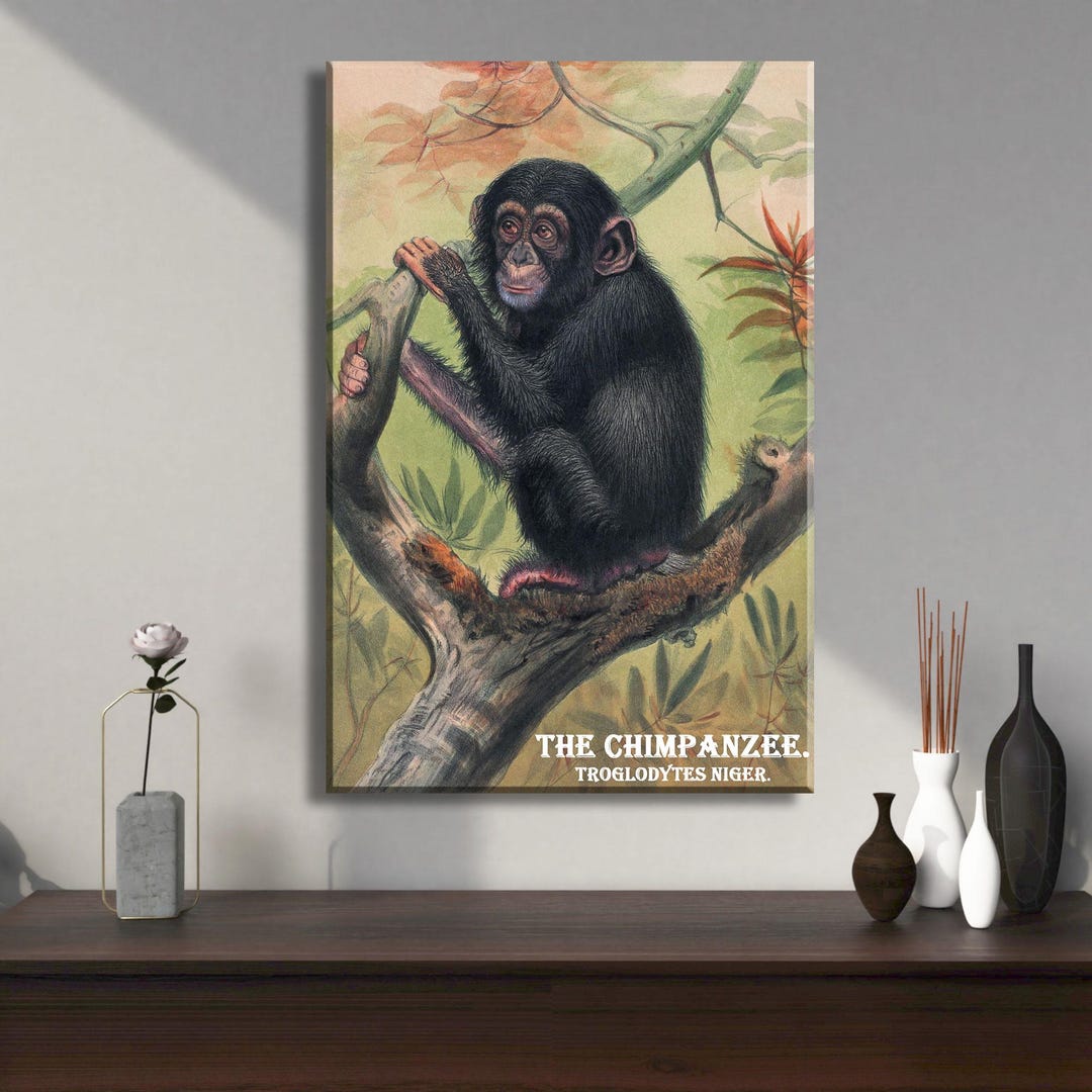 Vintage Chimpanzee Print: 1860s Zoological Art - Etsy