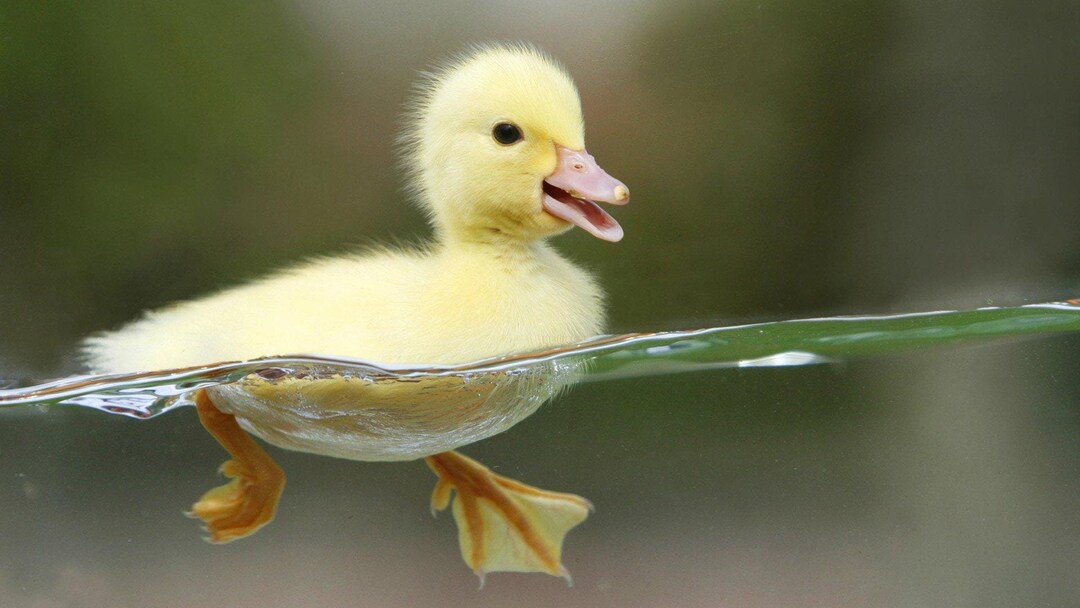 Cute Little Duck Swimming in Water Canvas Wall Art Design / POSTER or ...
