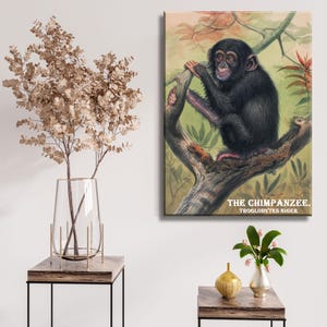 Vintage Chimpanzee Print: 1860s Zoological Art - Etsy
