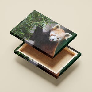 Red Panda Cute Brown Bear Canvas Wall Art Design | Poster Print Decor ...