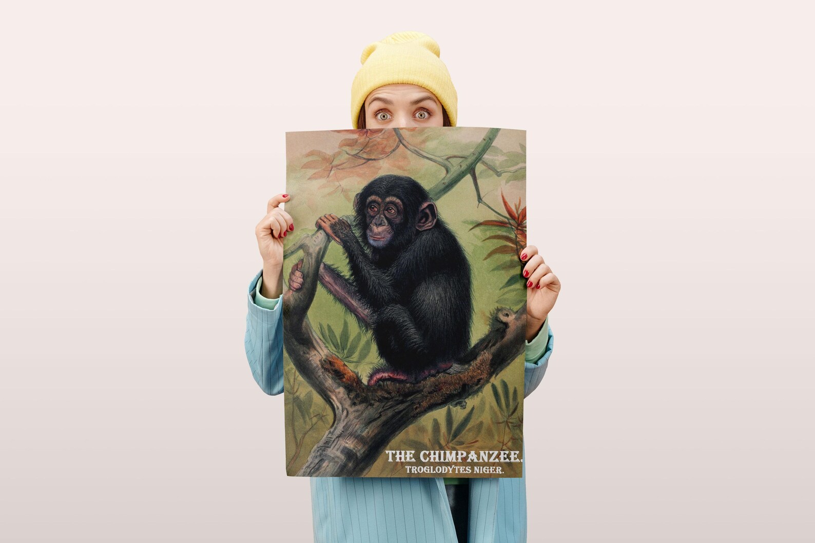 Vintage Chimpanzee Print: 1860s Zoological Art - Etsy